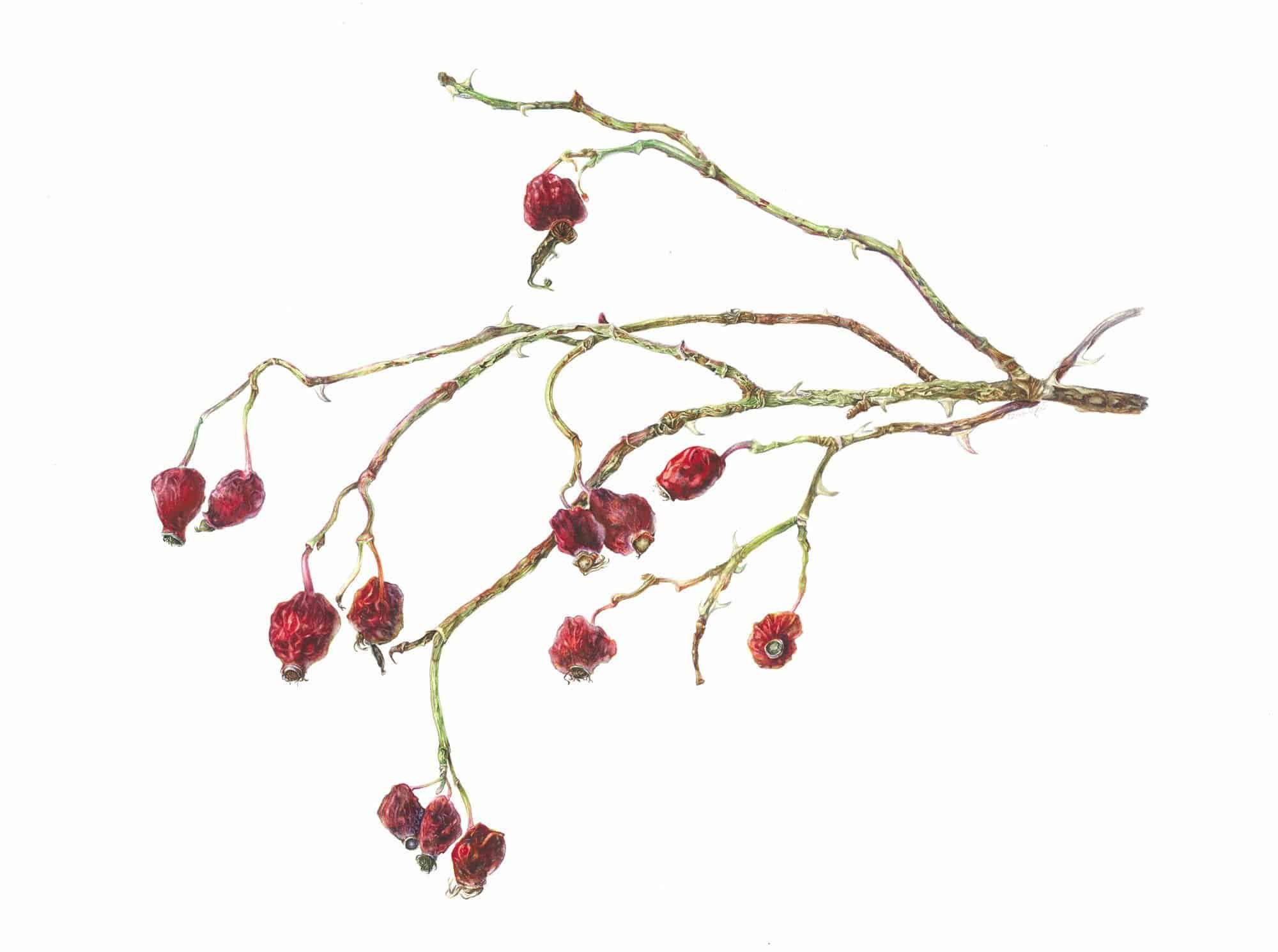 Botanical Art and Illustration: Beginners and Improvers – Field Studies ...
