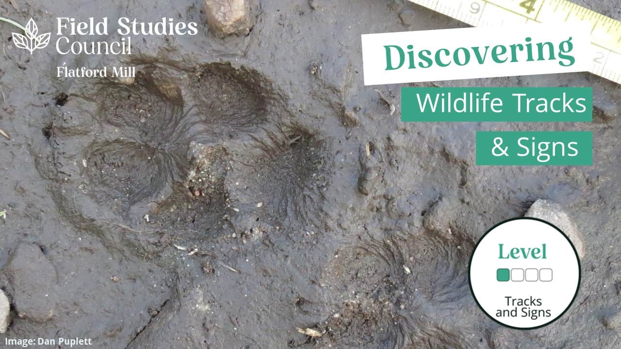 Discovering Wildlife Tracks and Signs - 29/10/2022 – Field Studies Council