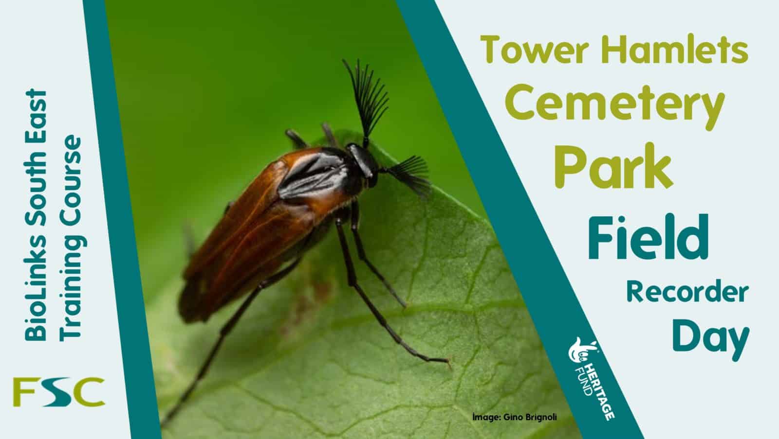 Invertebrate Field Recorder Day @ Tower Hamlets Cemetery Park (26 Aug ...