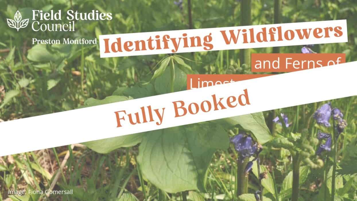 Ferns guide – Field Studies Council