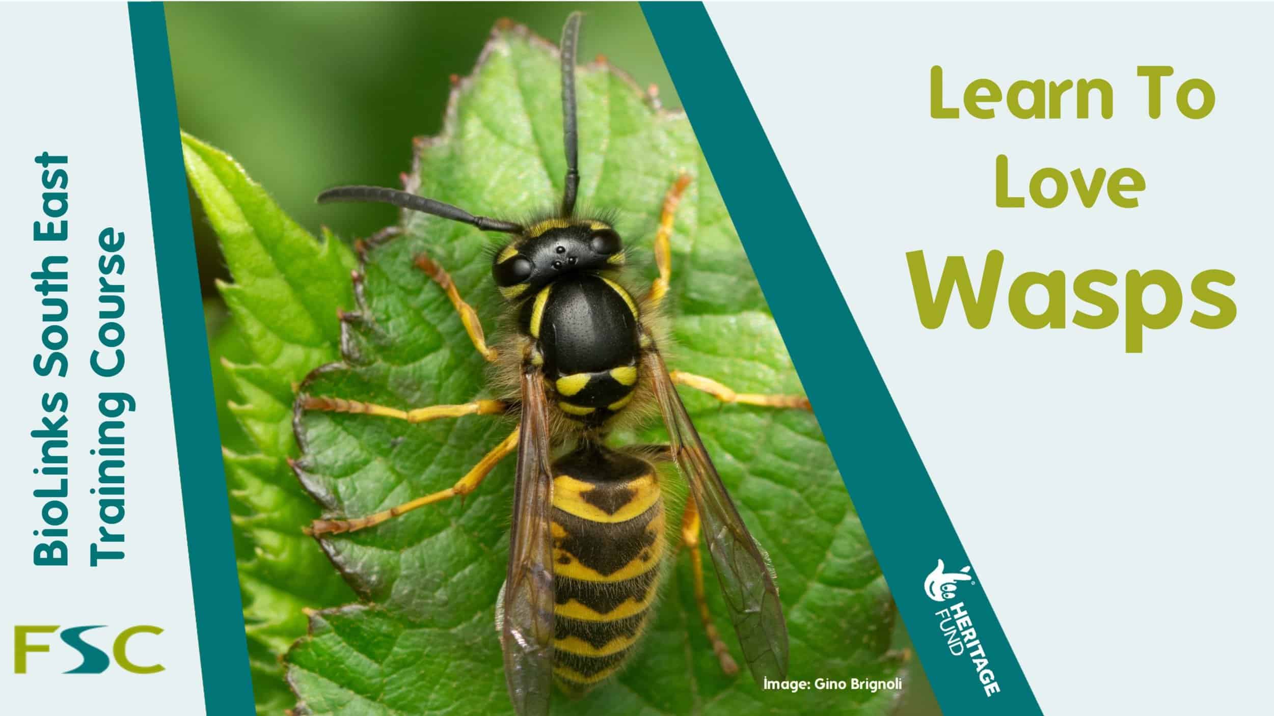 Learn to Love Wasps – Field Studies Council
