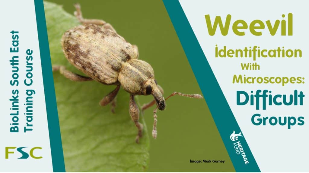 Weevil ID with Microscopes: Difficult Groups – Field Studies Council