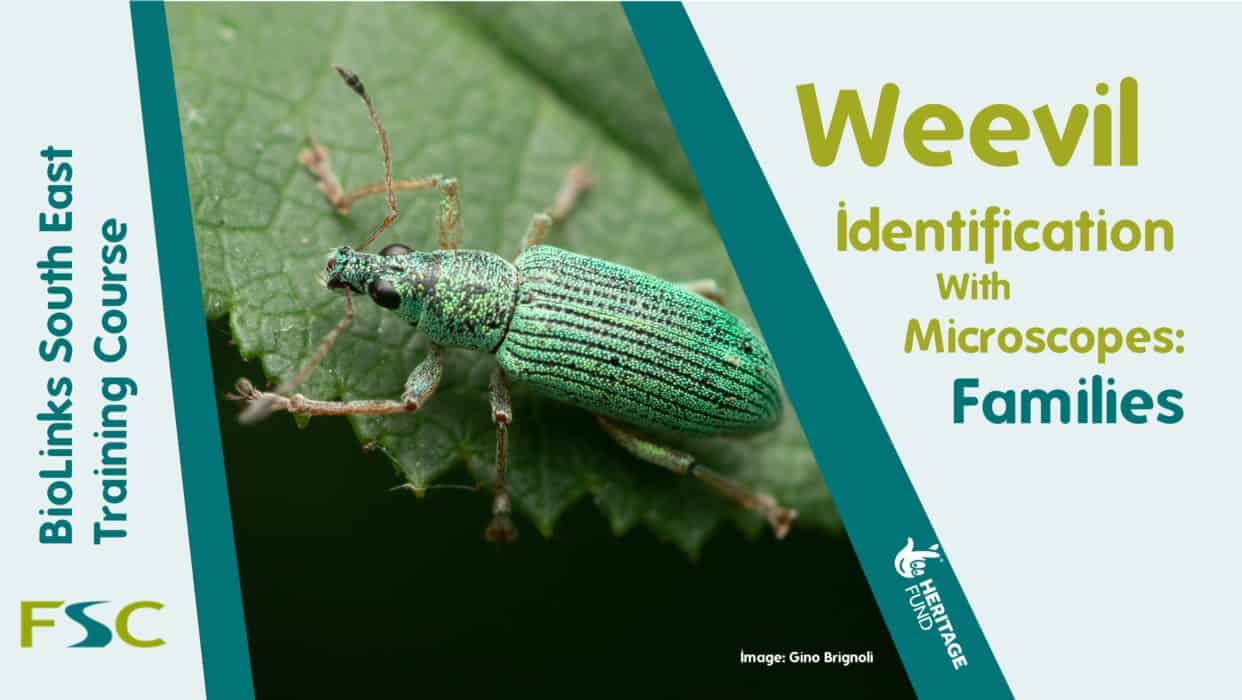 Weevil ID with Microscopes: Families – Field Studies Council