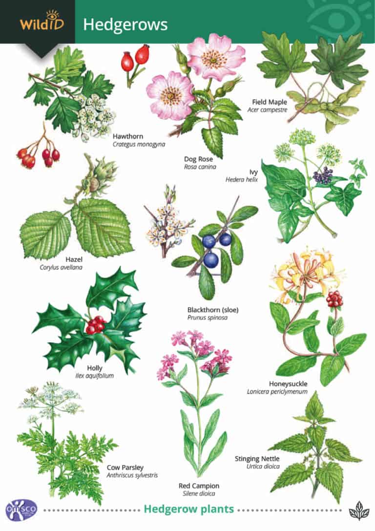 Hedgerows guide – Field Studies Council