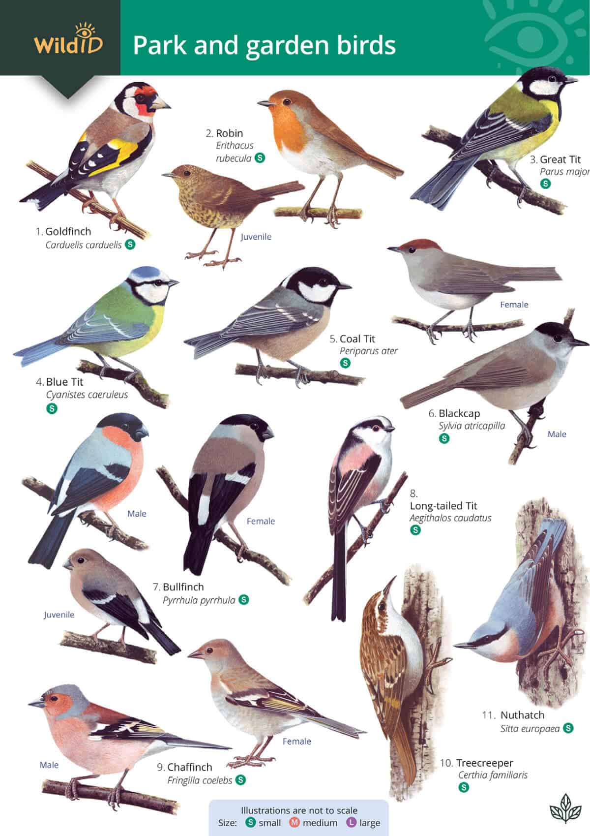 British Bird Guide FSC Bird Field Guide For The Top 50 Garden Birds