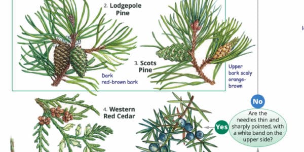 Biodiversity Training Trees And Woodlands Field Studies Council