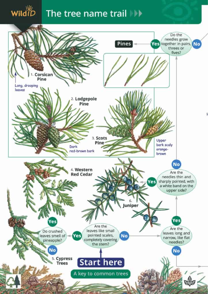 Trees Guide for Great Britain & Ireland | FSC Tree Name Trail