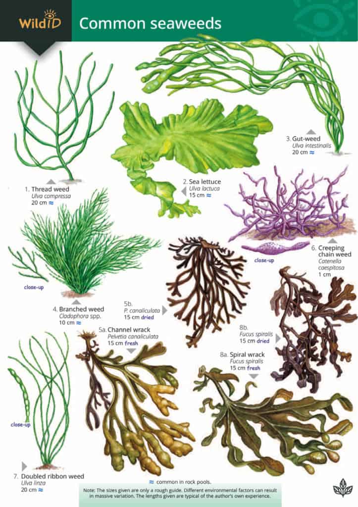Seaweeds guide – Field Studies Council