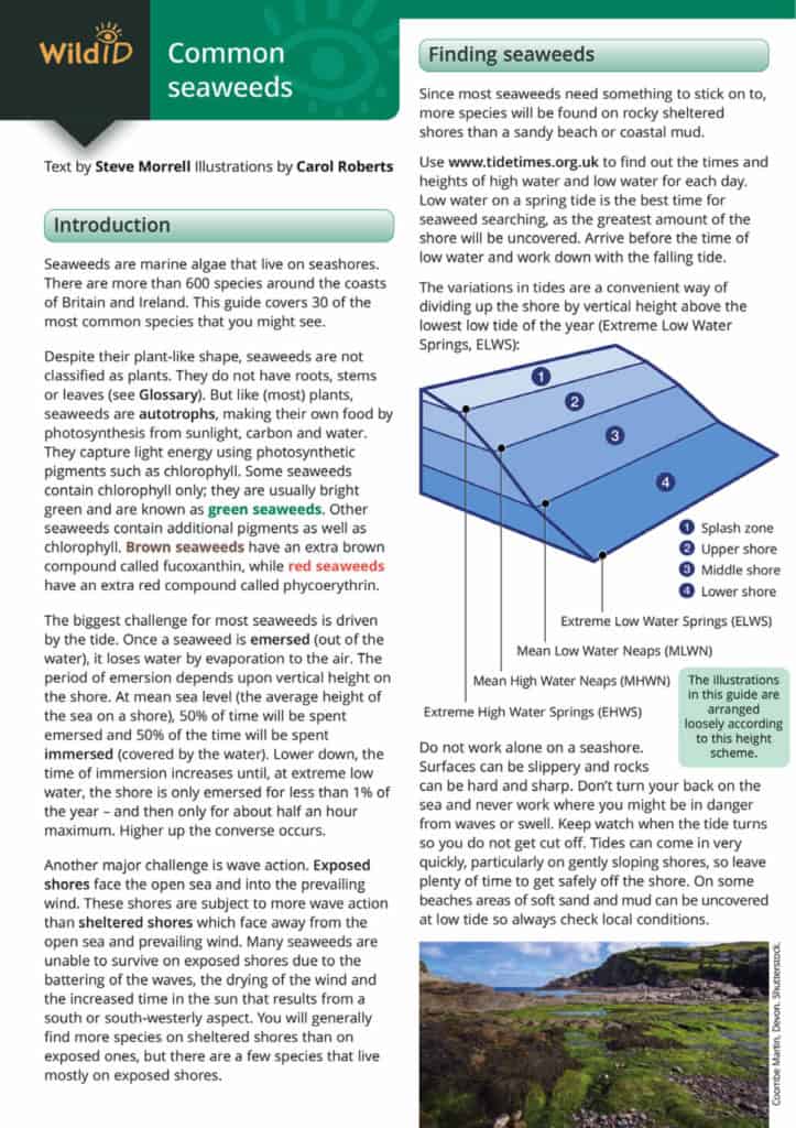 Seaweeds guide – Field Studies Council