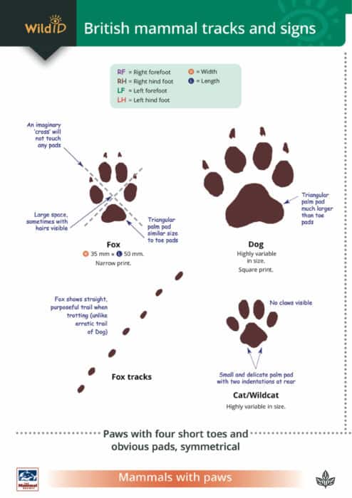 Mammal tracks and signs guide