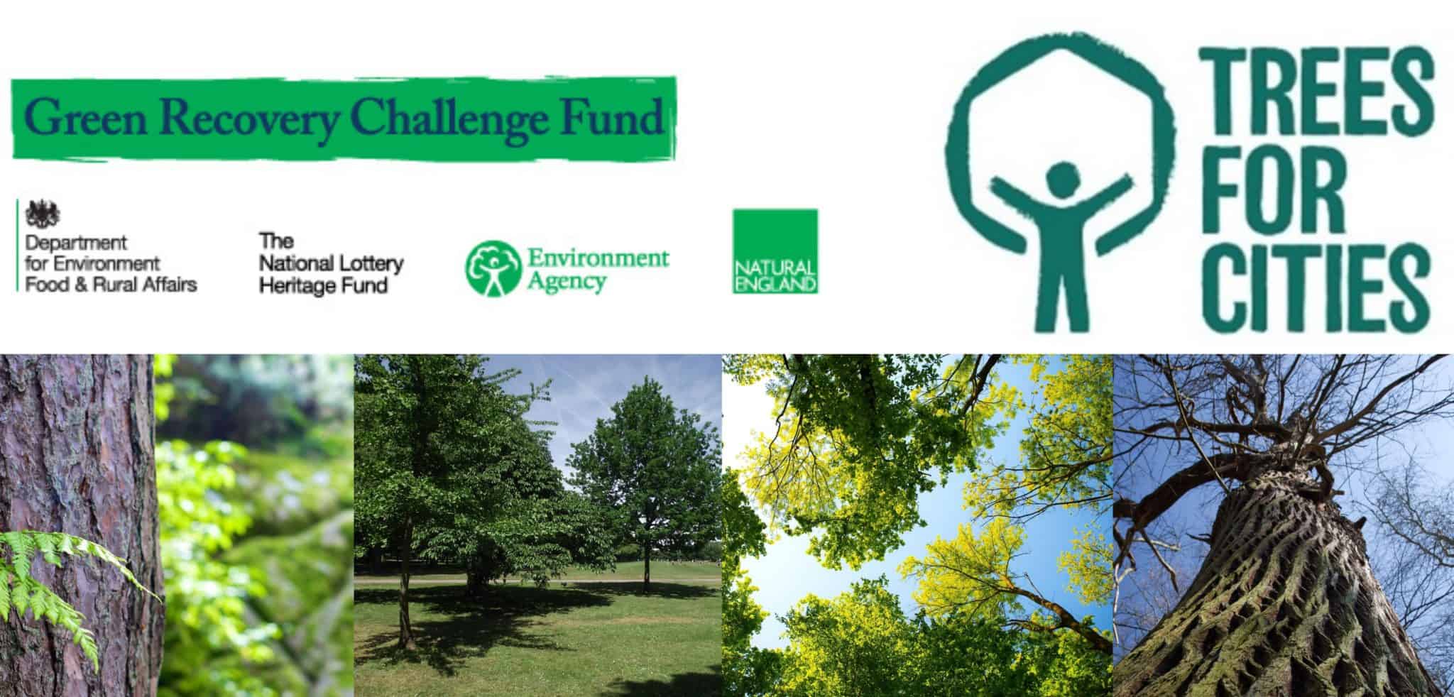 Download your free digital tree ID guides – Field Studies Council