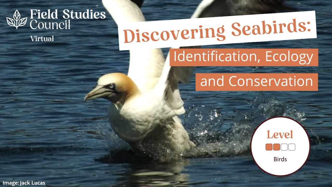 Discovering Seabirds | Online Course | Field Studies Council