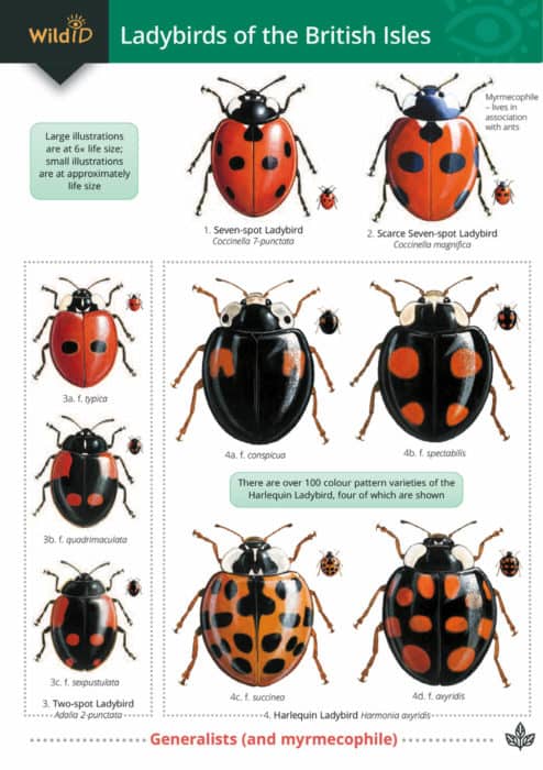 Ladybirds guide – Field Studies Council
