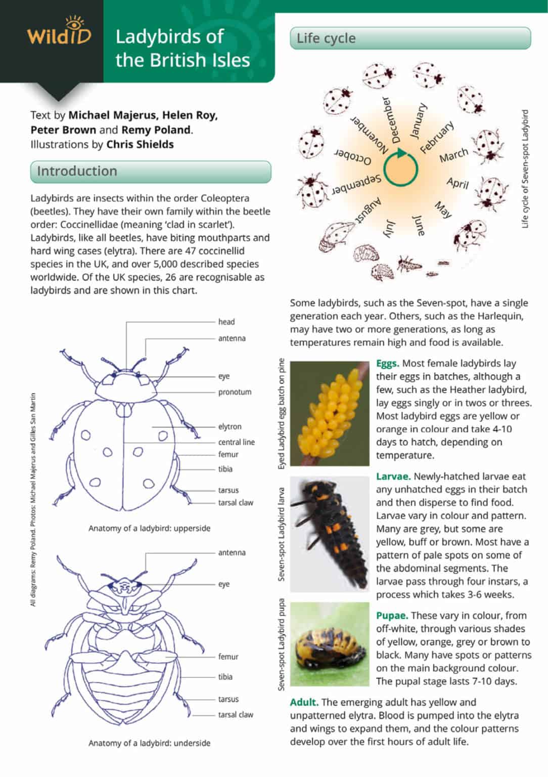 Ladybirds guide – Field Studies Council