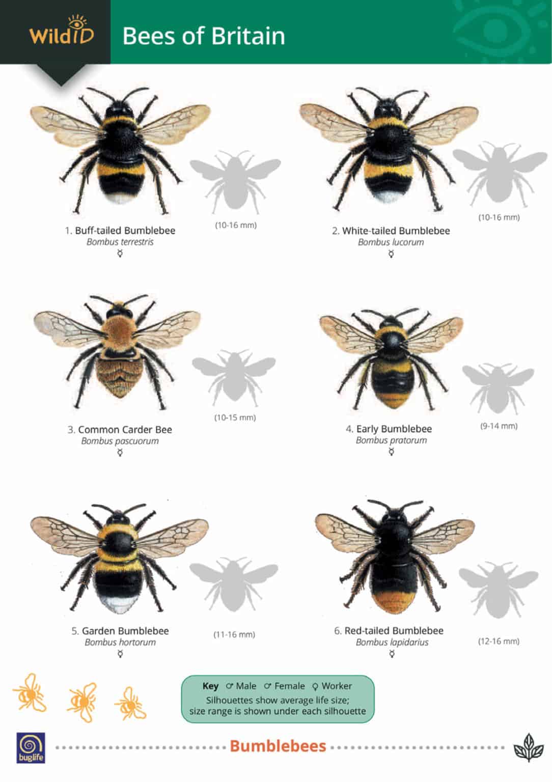 British Bees Identification Guide | FSC Bee Guide for Great Britain & N.I