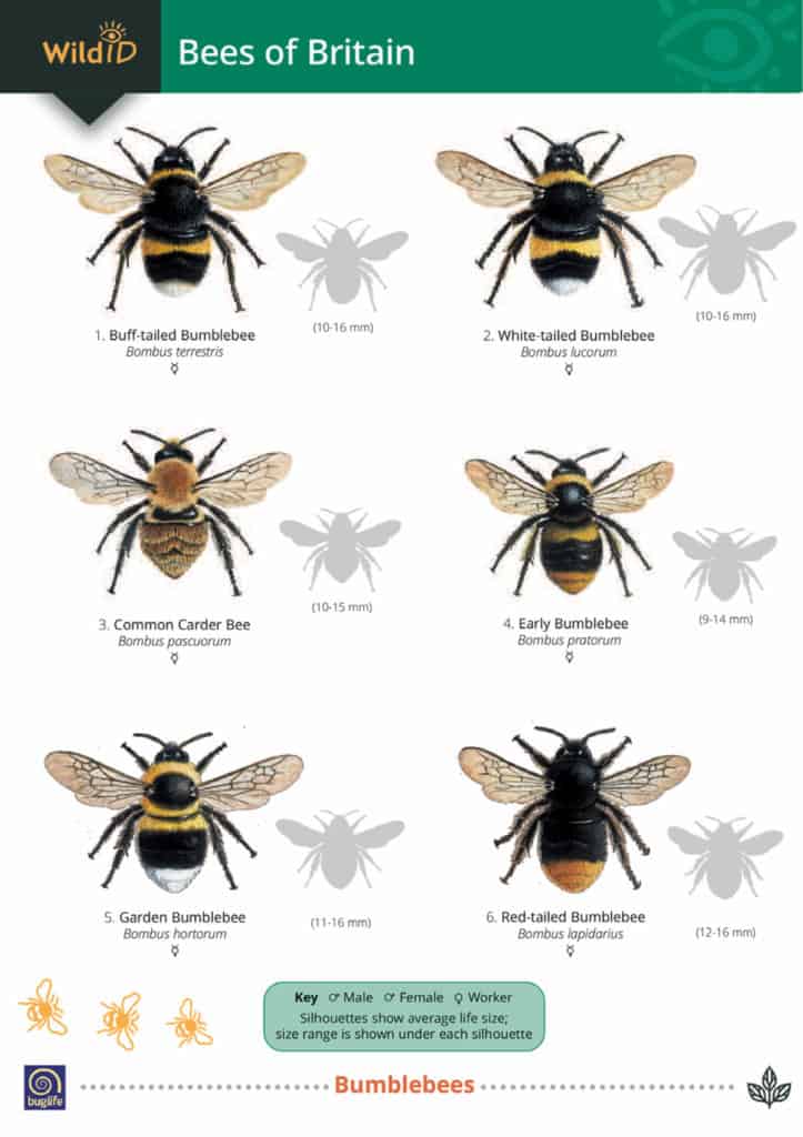 British Bees Identification Guide | FSC Bee Guide for Great Britain & N.I British Bees Identification Guide | FSC Bee Guide for Great Britain & N.I