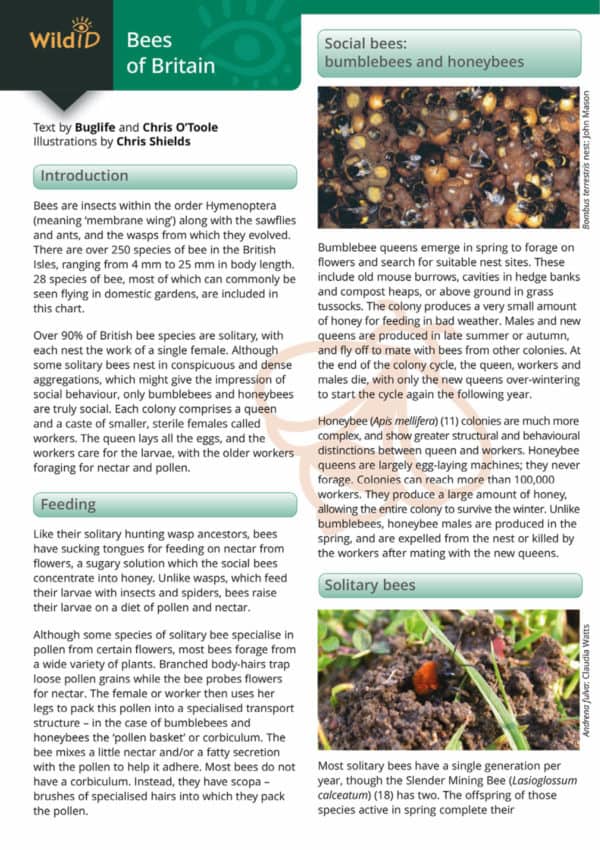 British Bees Identification Guide | FSC Bee Guide for Great Britain & N.I