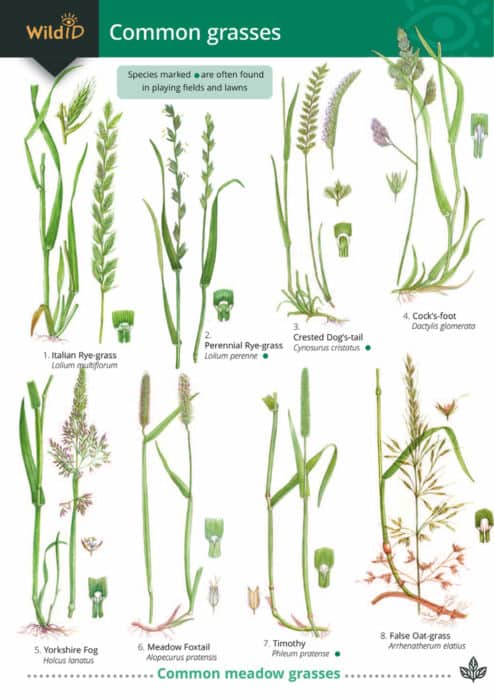 Grasses guide – Field Studies Council