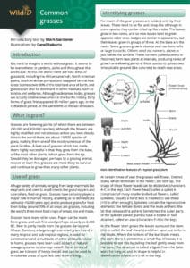 Grasses guide – Field Studies Council