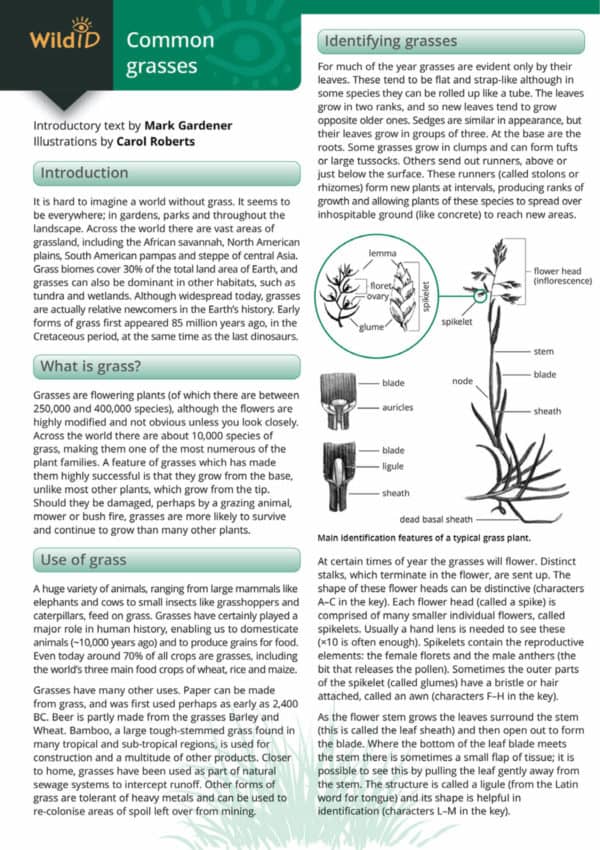 Grasses guide – Field Studies Council