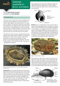 Seashells guide – Field Studies Council