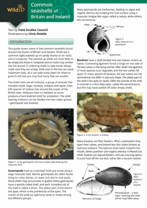 Seashells guide – Field Studies Council