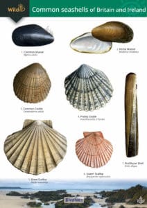 Seashells guide – Field Studies Council