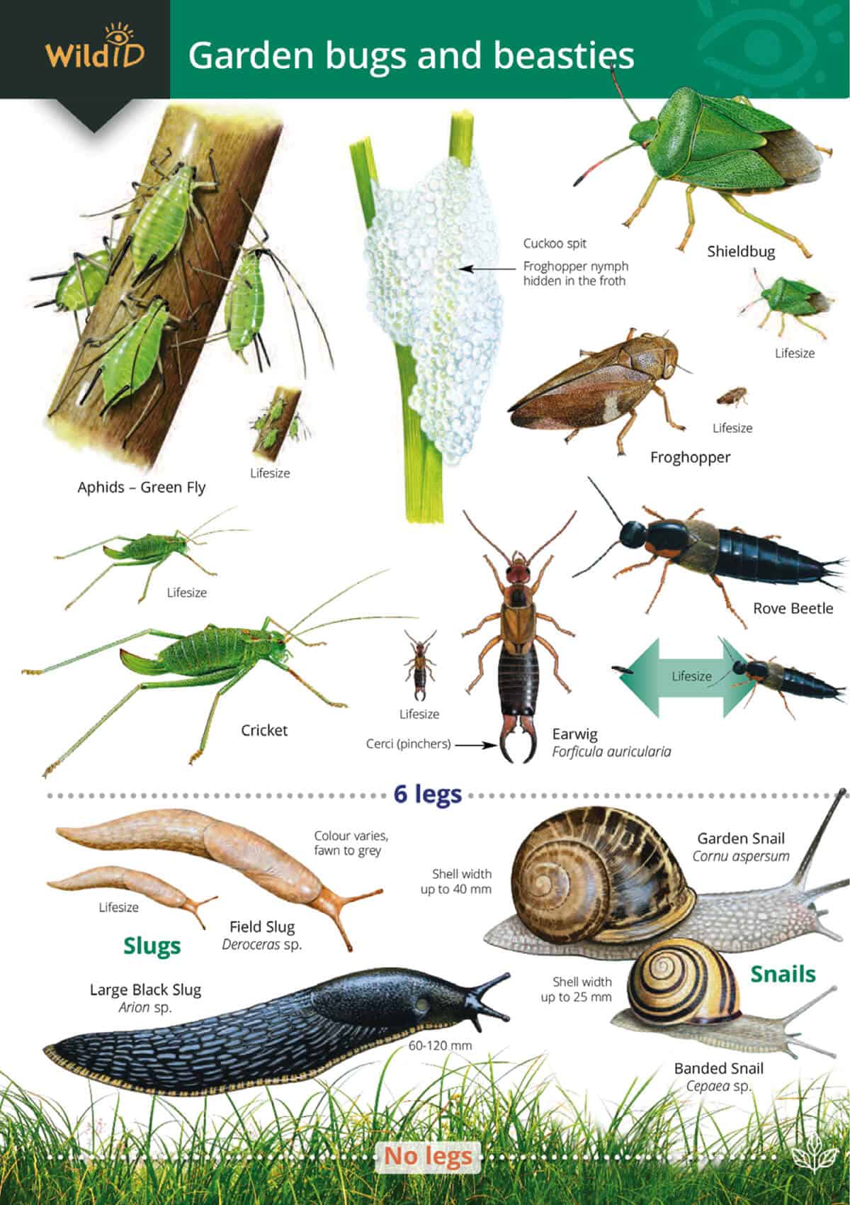Grasshoppers Guide Field Studies Council Grasshoppers Guide Field Studies Council
