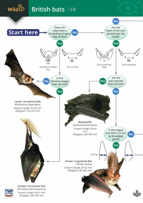 Bats guide – Field Studies Council