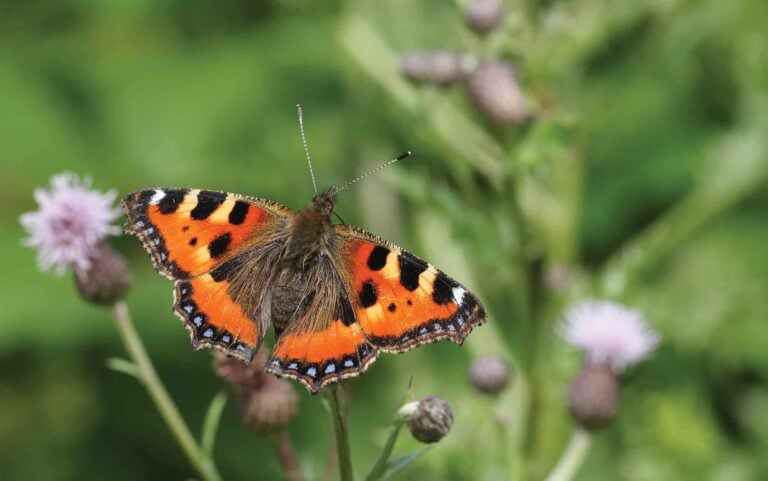 British Butterfly Identification Guide | FSC Butterfly Field Guide