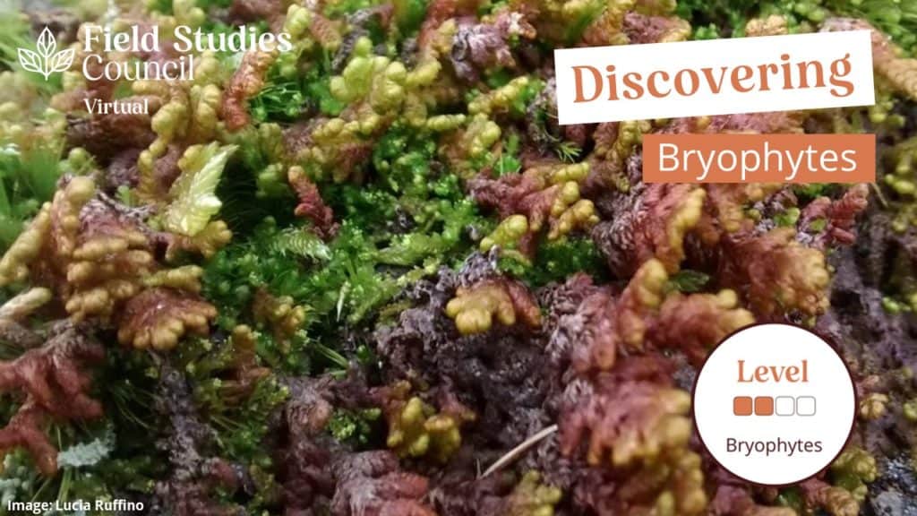 Discovering Bryophytes - Online Online Course | Field Studies Council