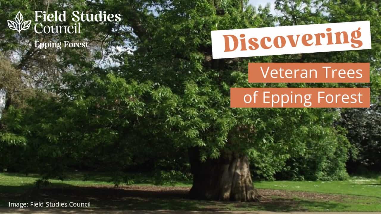 Discovering Veteran Trees of Epping Forest – Field Studies Council