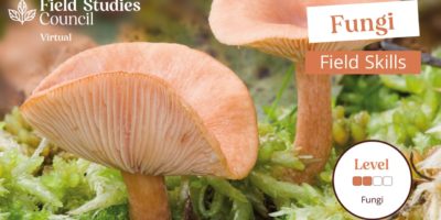 Fungi Field Skills | Beginner Online Course | Field Studies Council