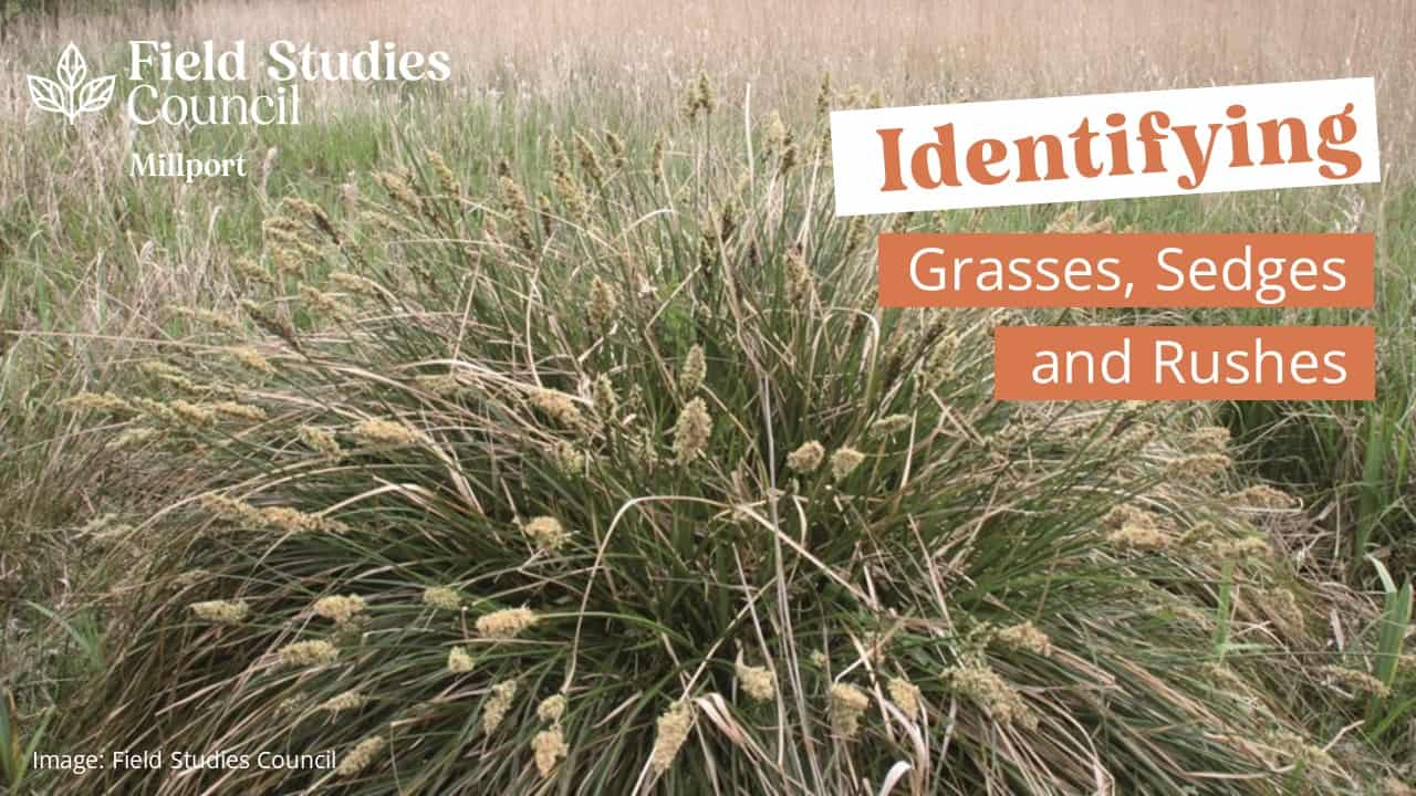 Identifying Grasses, Sedges and Rushes – Field Studies Council
