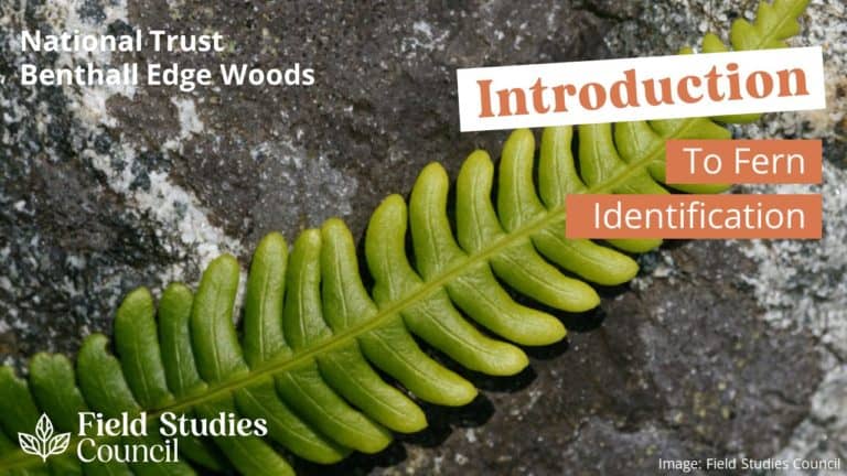 Ferns guide – Field Studies Council