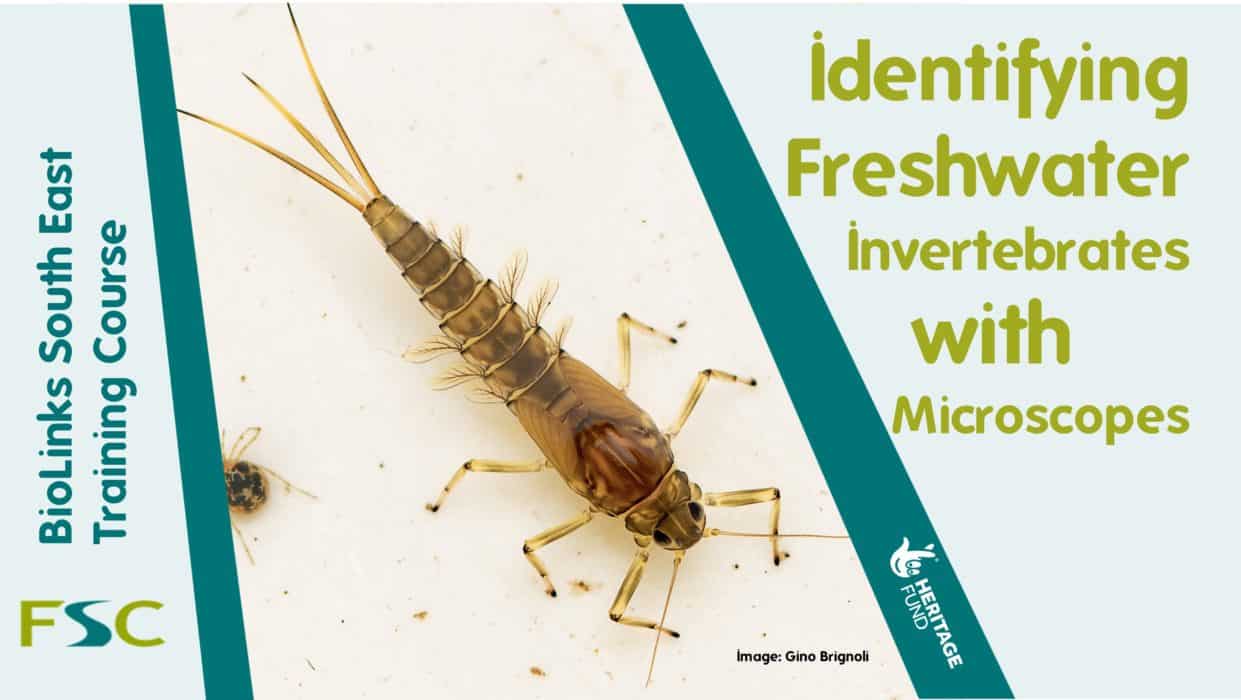 Identifying Freshwater Invertebrates with Microscopes – Field Studies ...