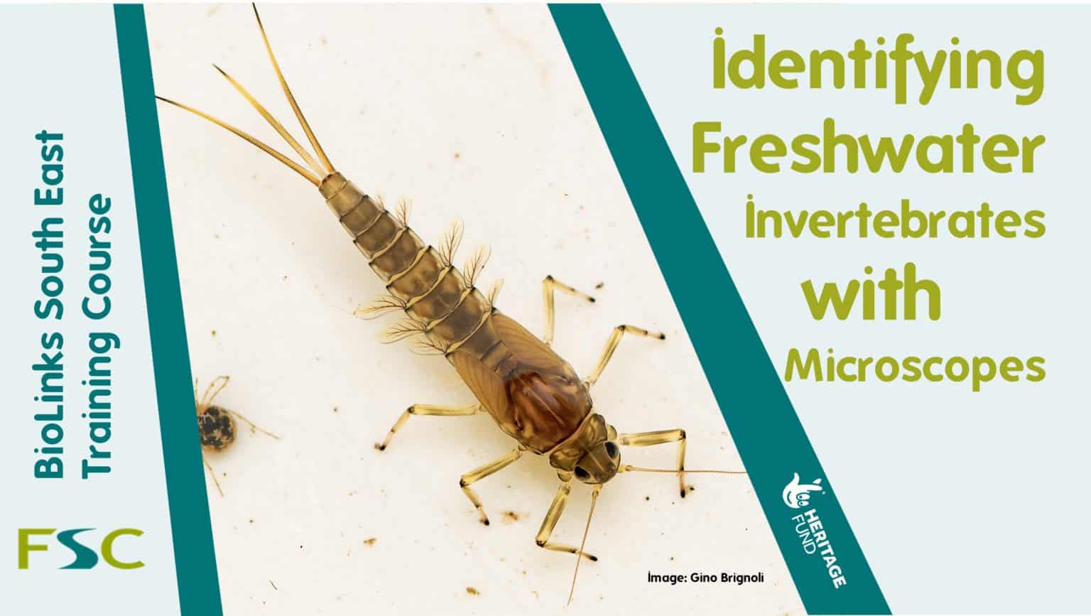 Identifying Freshwater Invertebrates with Microscopes – Field Studies ...