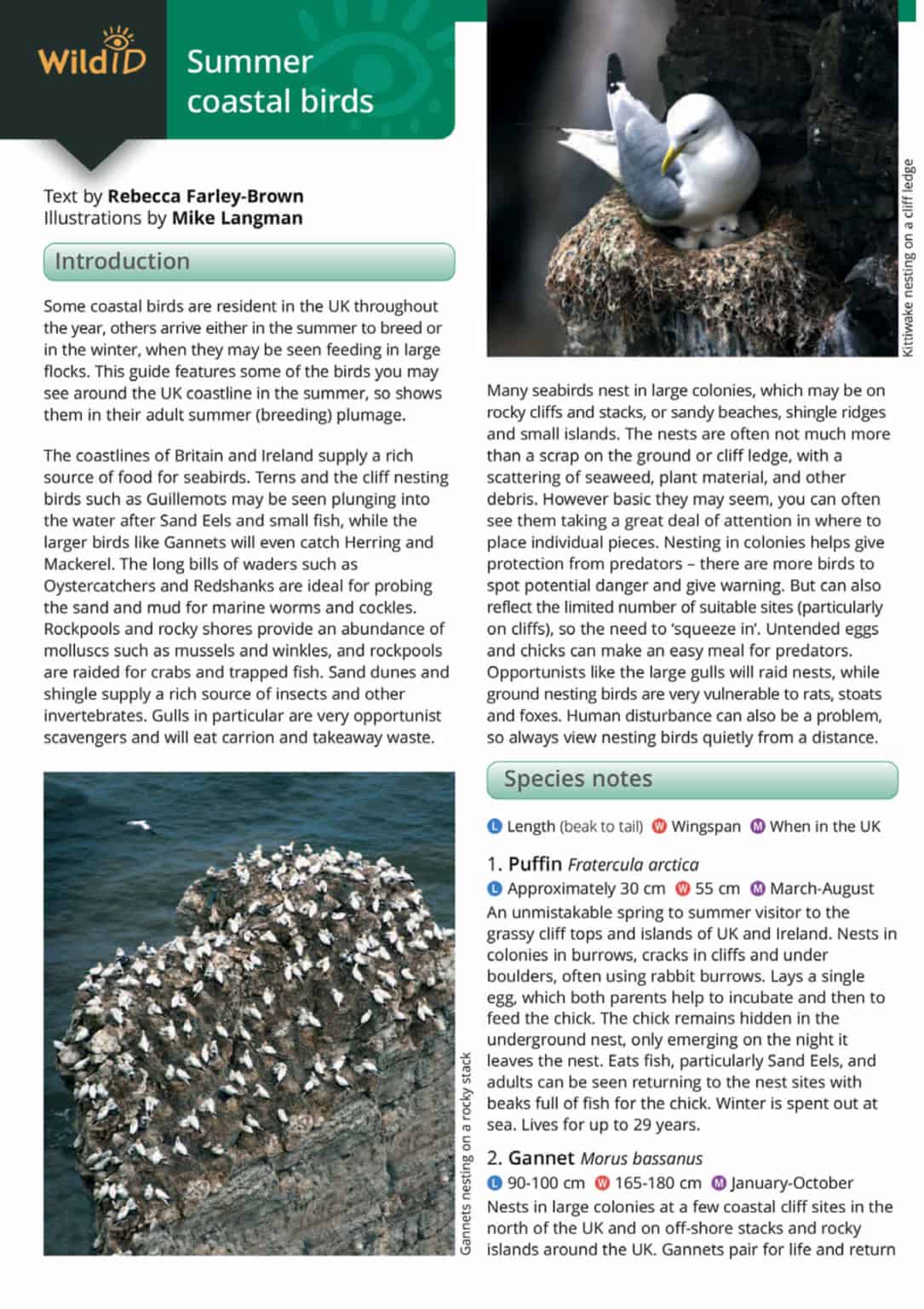 Summer coastal birds guide – Field Studies Council
