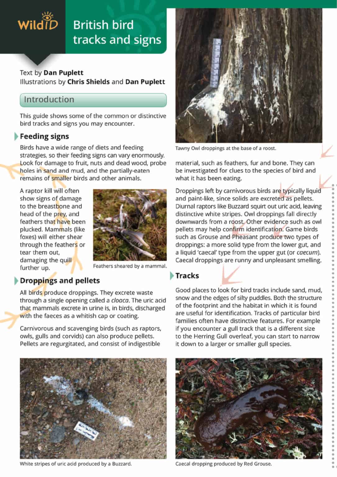 Bird tracks and signs guide – Field Studies Council
