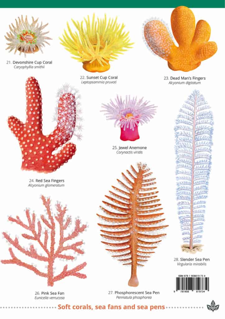Jellyfish – Field Studies Council