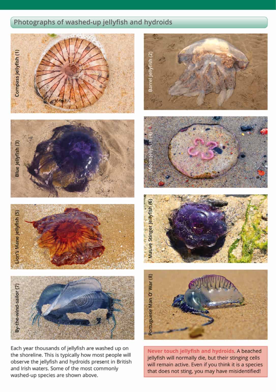 Jellyfish – Field Studies Council