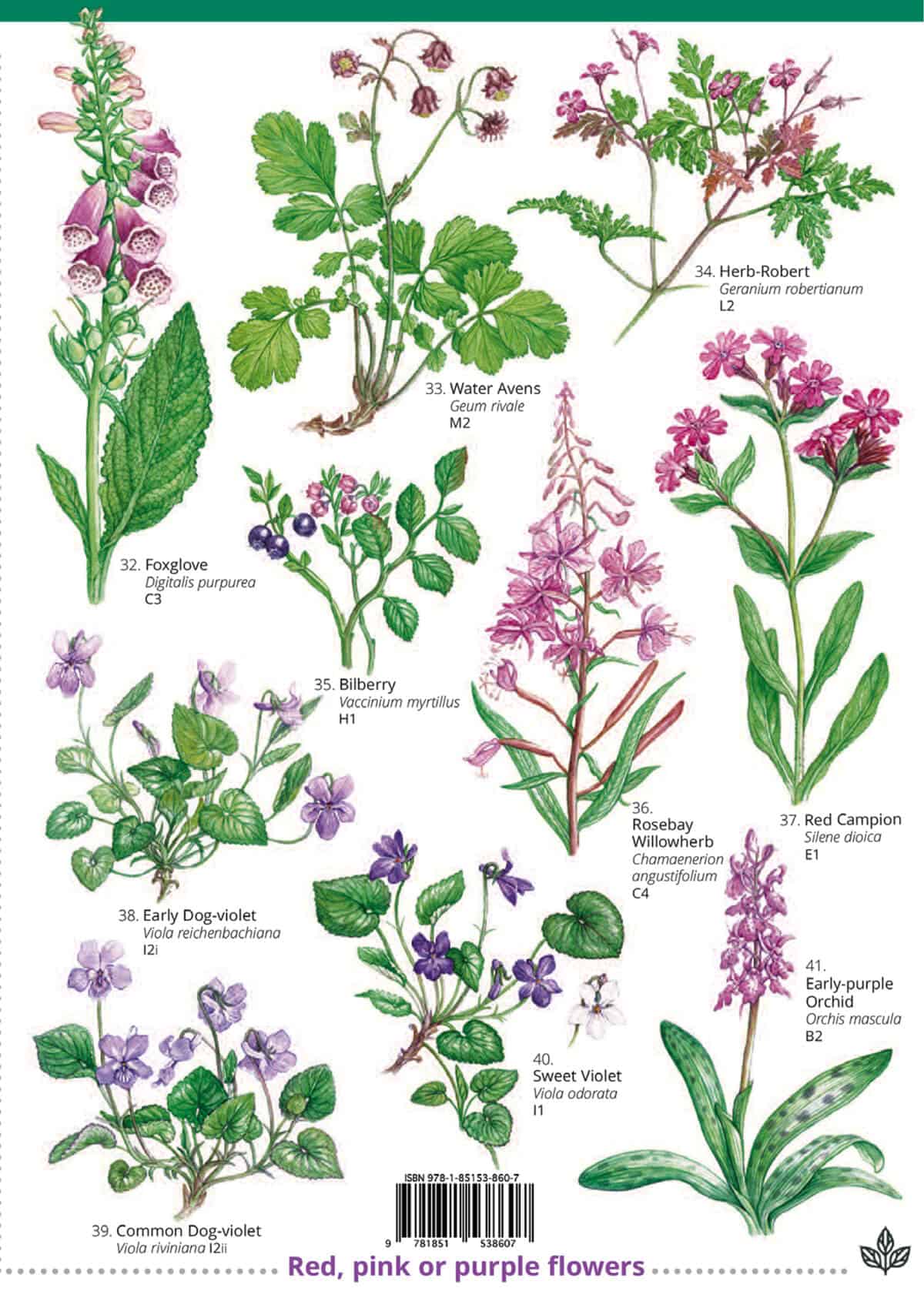 Woodland plants guide – Field Studies Council
