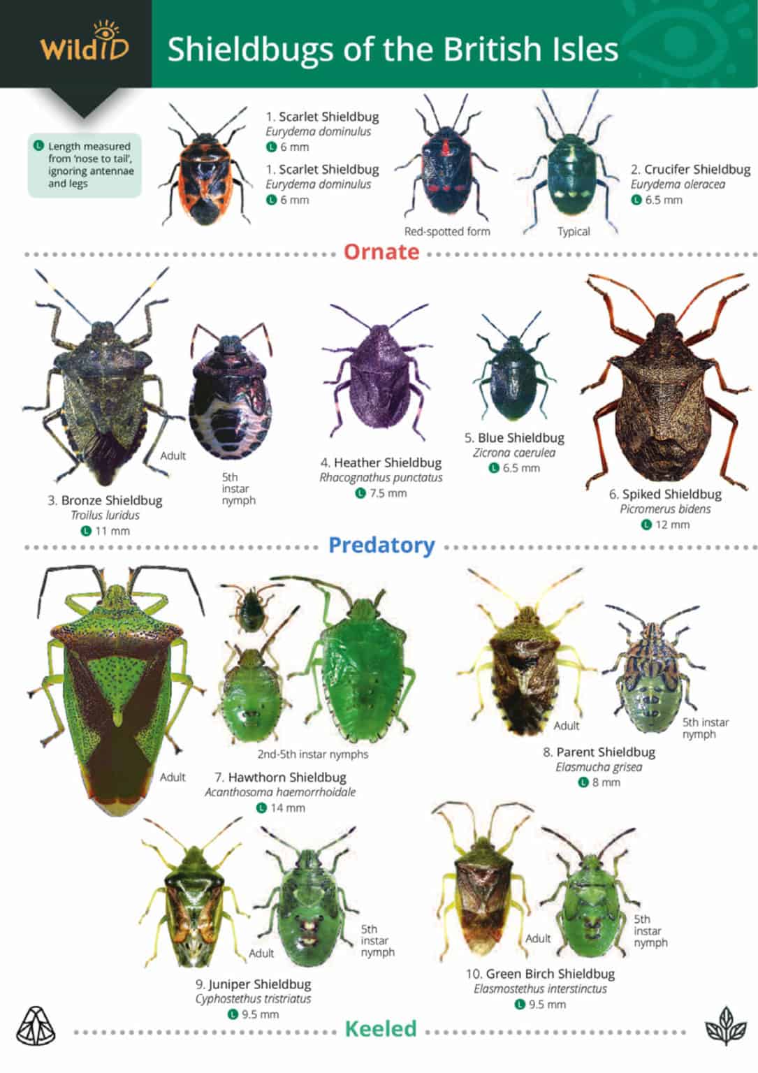 Shieldbugs guide – Field Studies Council