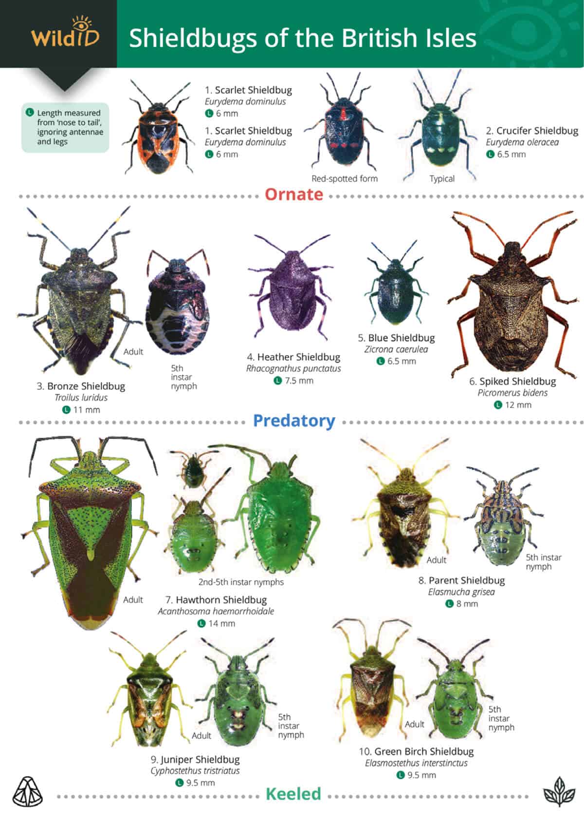 Shieldbugs Guide Field Studies Council