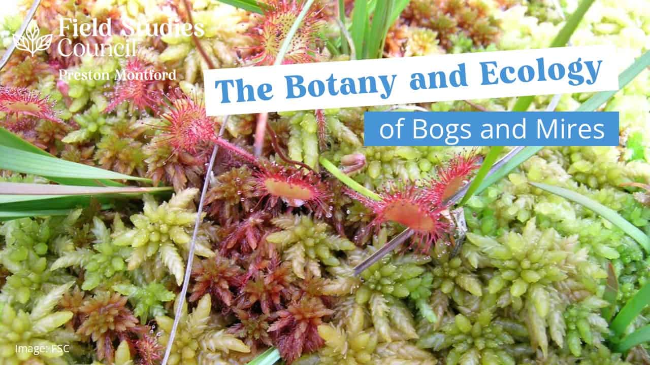 The Botany and Ecology of Bogs and Mires | Intermediate Habitats Course
