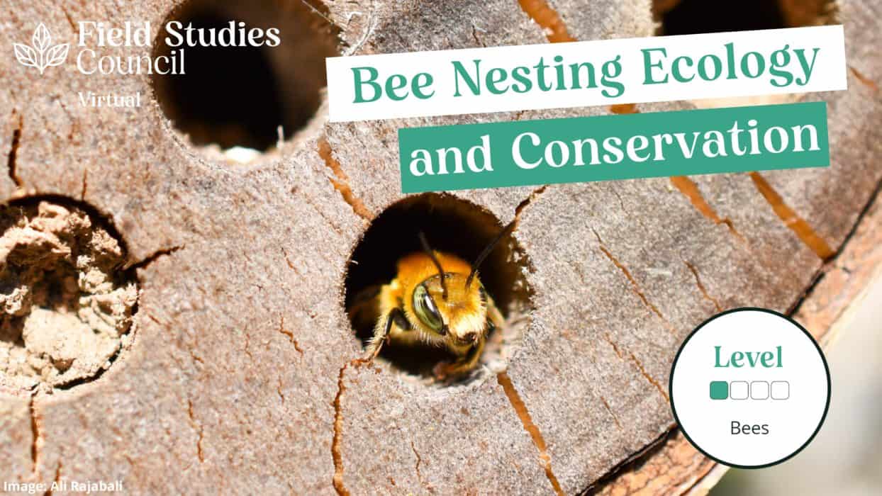 Bee Nesting Ecology and Conservation – Field Studies Council