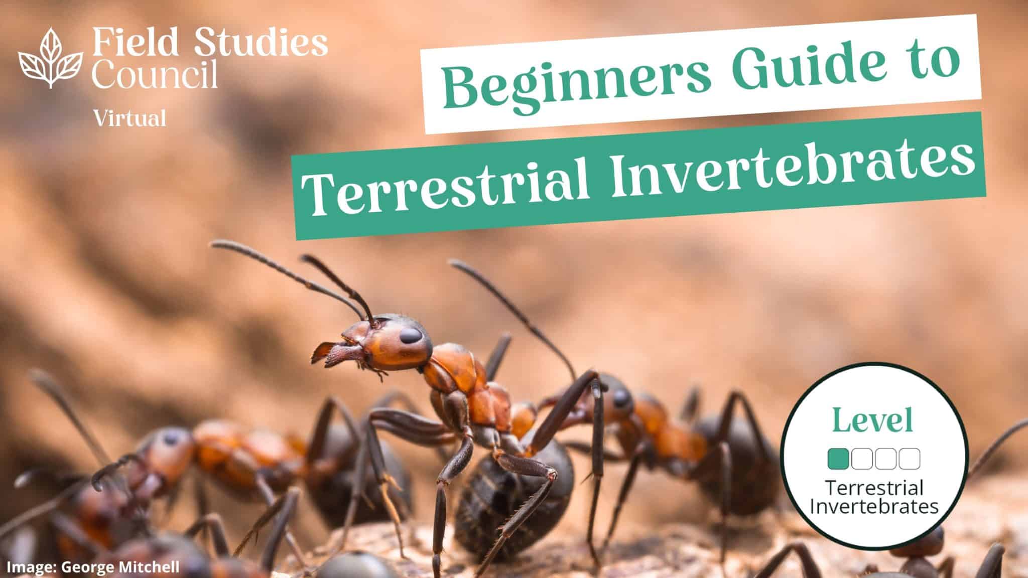 Online Courses Field Studies Council