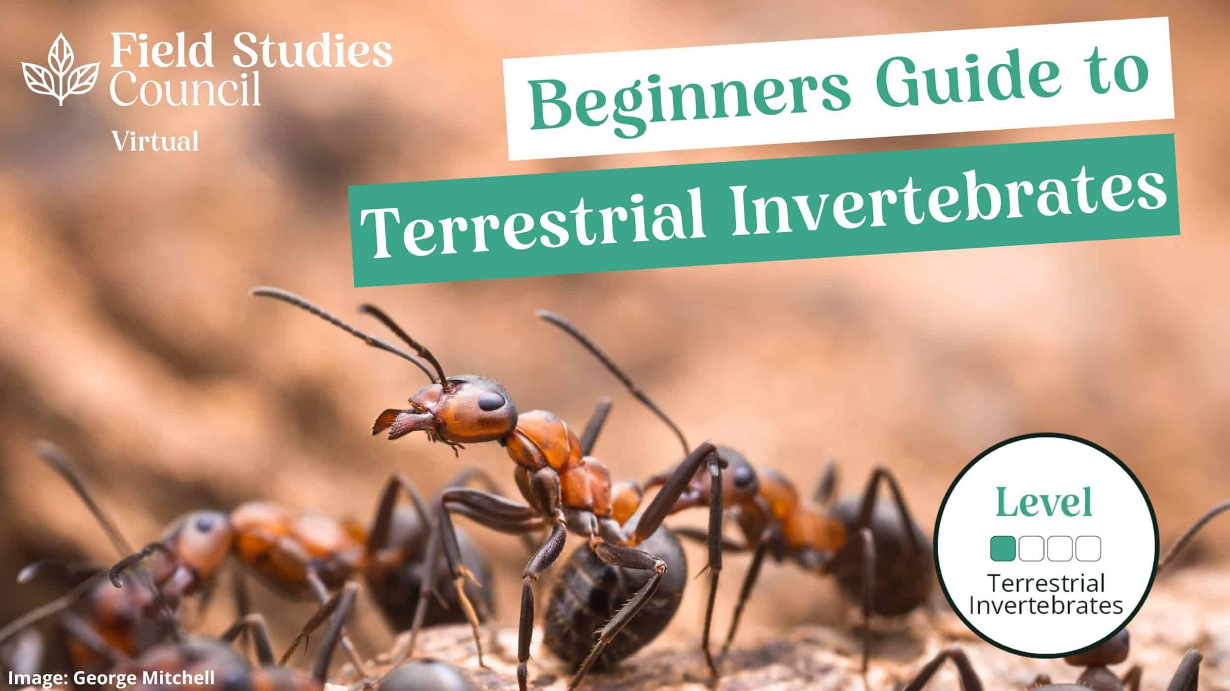 Online Courses – Field Studies Council