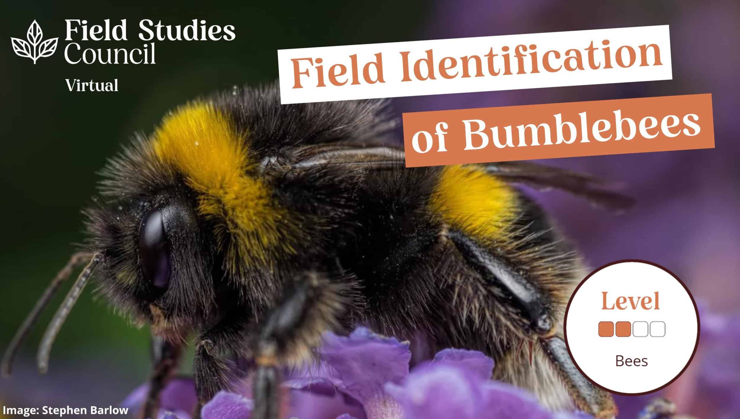 Field Identification of Bumblebees – Field Studies Council