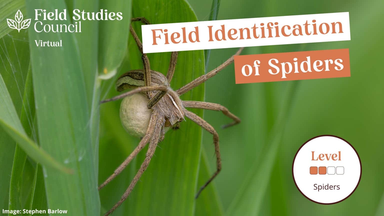 Field Identification of Spiders – Field Studies Council